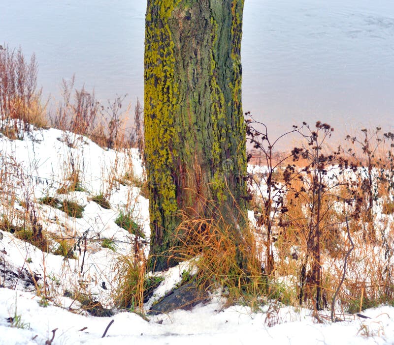 Tree trunk at winter. stock photo. Image of tree, petersburg - 106772408