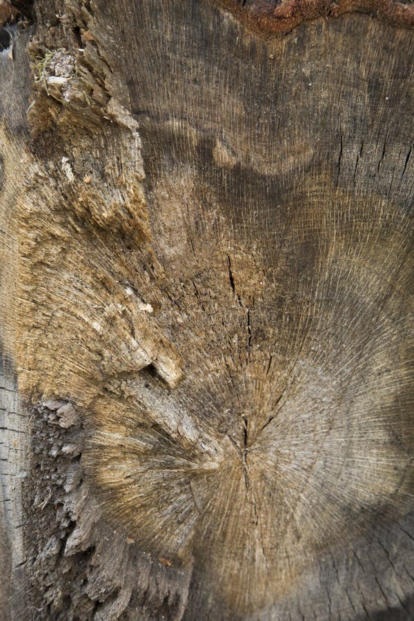Tree trunk wood close up stock image. Image of wood, plant - 45339645