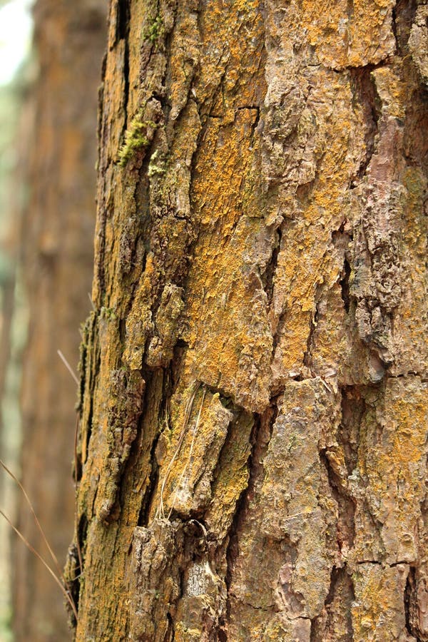 Tree, Trunk, Wood, Flora stock image. Image of flora - 113660551