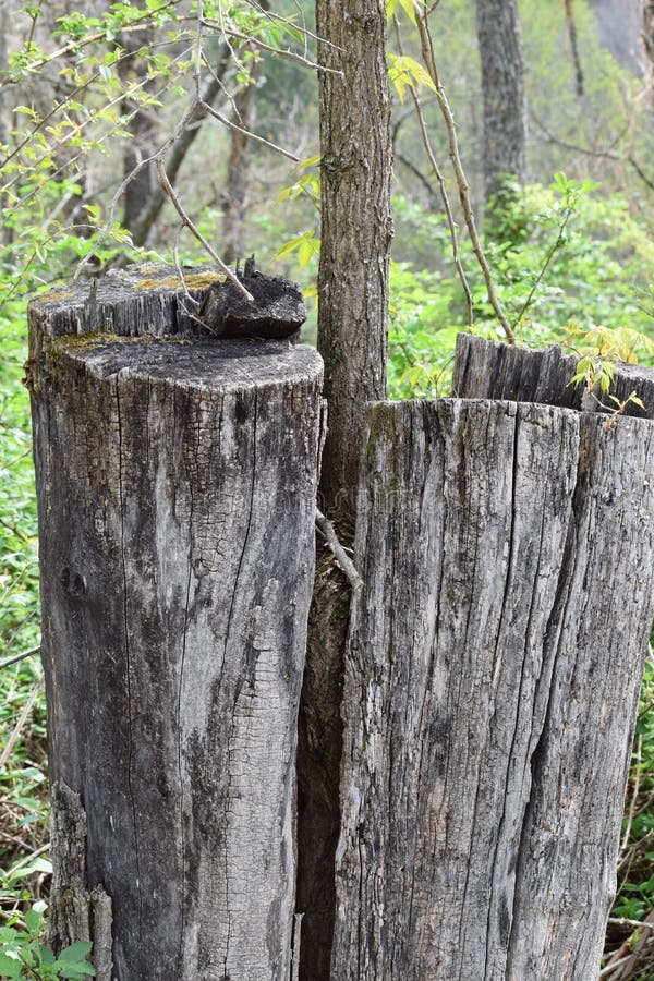 Tree, Trunk, Wood, Woodland Picture. Image: 125456816