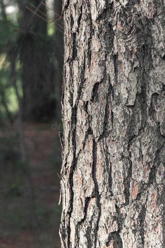 Tree Trunk with Wood Splinters Stock Photo - Image of splinters, trunk ...