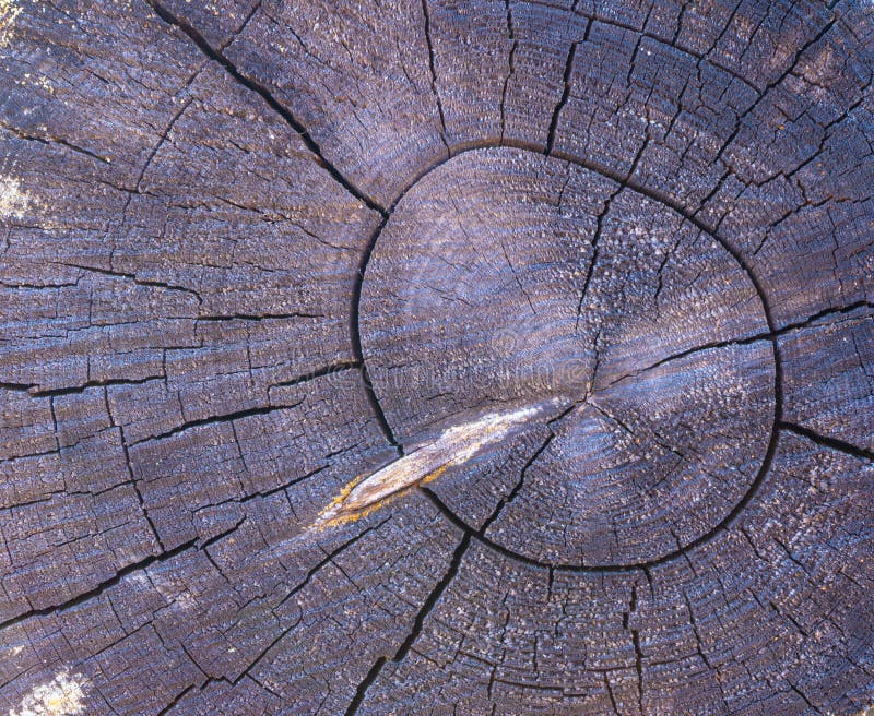 Tree trunk. Wood texture stock photo. Image of somber - 179300102