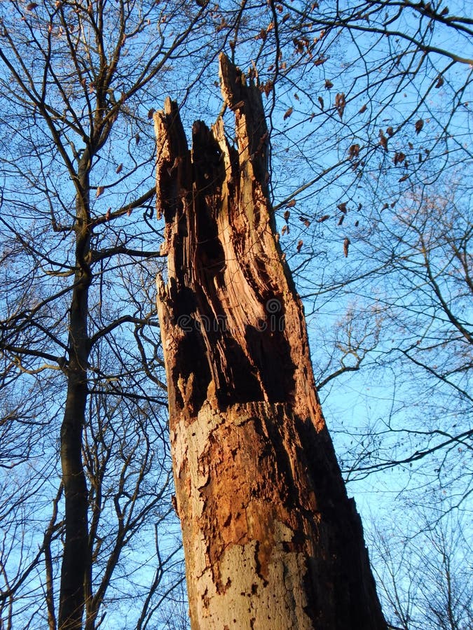 Tree trunk in the wood stock photo. Image of twig, nature - 188672766