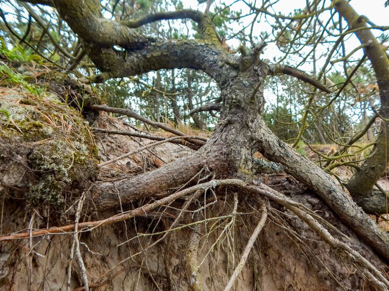 Tree trunk in the wood stock photo. Image of forest - 203540218