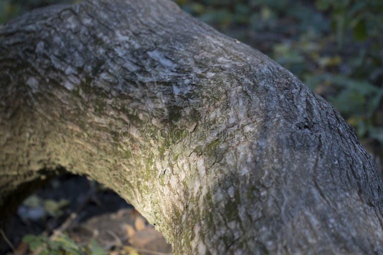 Tree trunk in the woods stock photo. Image of post, faded - 80092598