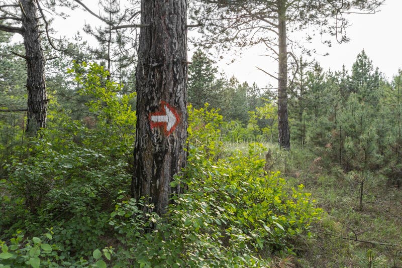 Tree Trunk in the Woods with Arrow Directional Sign on it. Hiking Trail ...