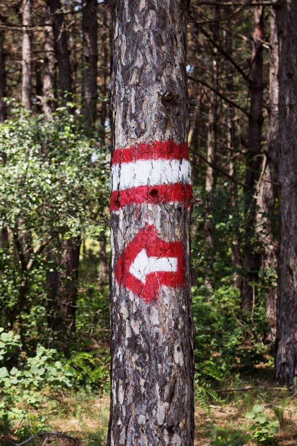 Tree Trunk in the Forest with Arrows Directional Sign Stock Image ...