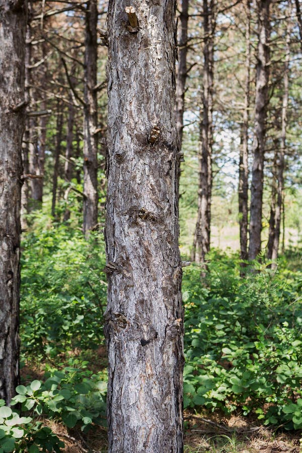Tree Trunk in the Woods. for Copy Space, Arrows ,Signs, Signposts Stock ...
