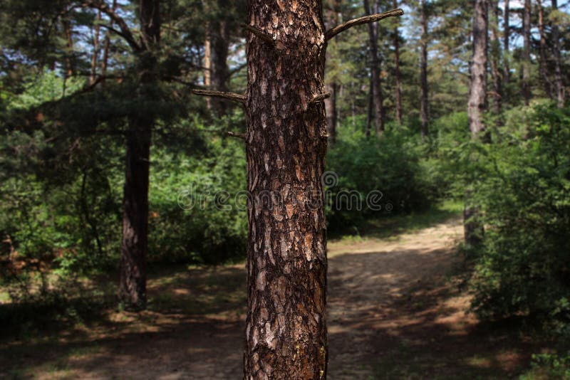 Tree Trunk in the Woods. for Copy Space, Arrows ,Signs, Signposts Stock ...