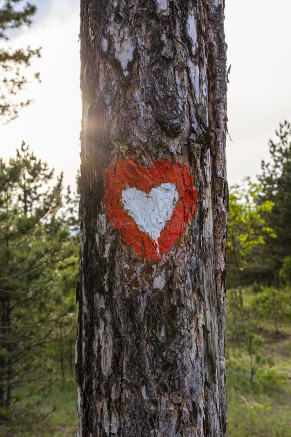 Tree Trunk in the Woods with Heart Sign on it Stock Photo - Image of ...