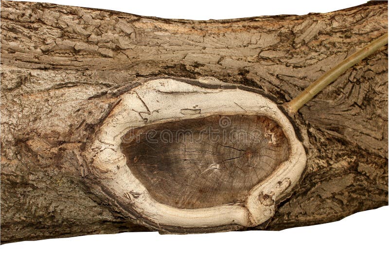 Tree trunk stock image. Image of soil, iron, carving - 317200181