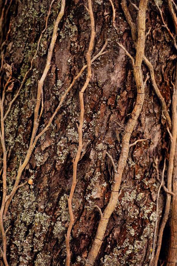 Tree trunk wrapped in ivy. stock image. Image of closeup - 255592851