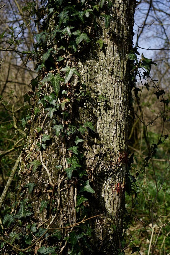 Tree Trunk Wrapped in Lush Green Ivy Deep in the Forest, Creating a ...