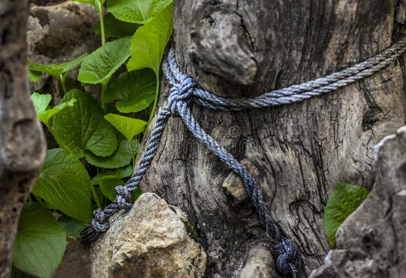 Tree Trunk Wrapped a Rope with Knots Stock Photo - Image of ...
