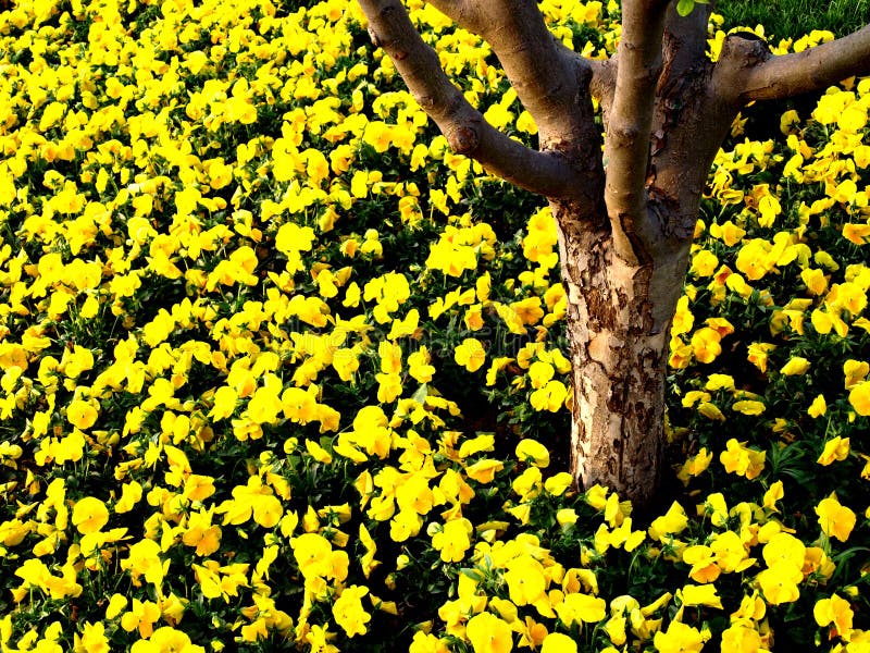 Tree Trunk with Yellow Flowers Stock Photo - Image of graden, tree: 3259136