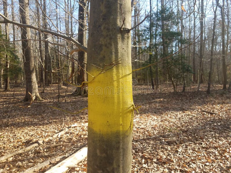 Tree Trunk with Yellow Paint in Forest or Woods Stock Photo - Image of ...