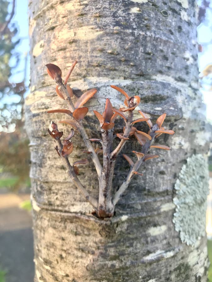 A Tree Trunk with Young Green Sapling. Kauri Agathis Australis . Stock ...