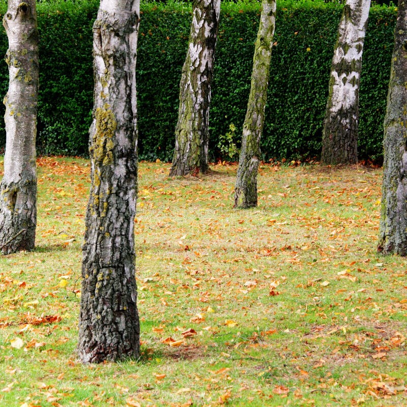 Tree Trunks stock photo. Image of beauty, environment - 20770584