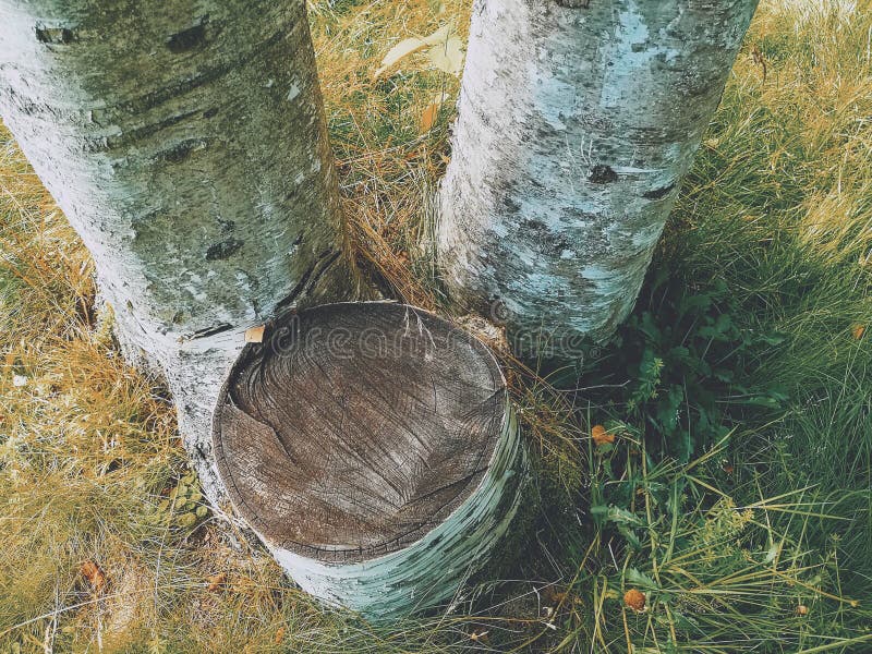 Tree Trunks from Above, One is Cut Stock Photo - Image of root, missing ...