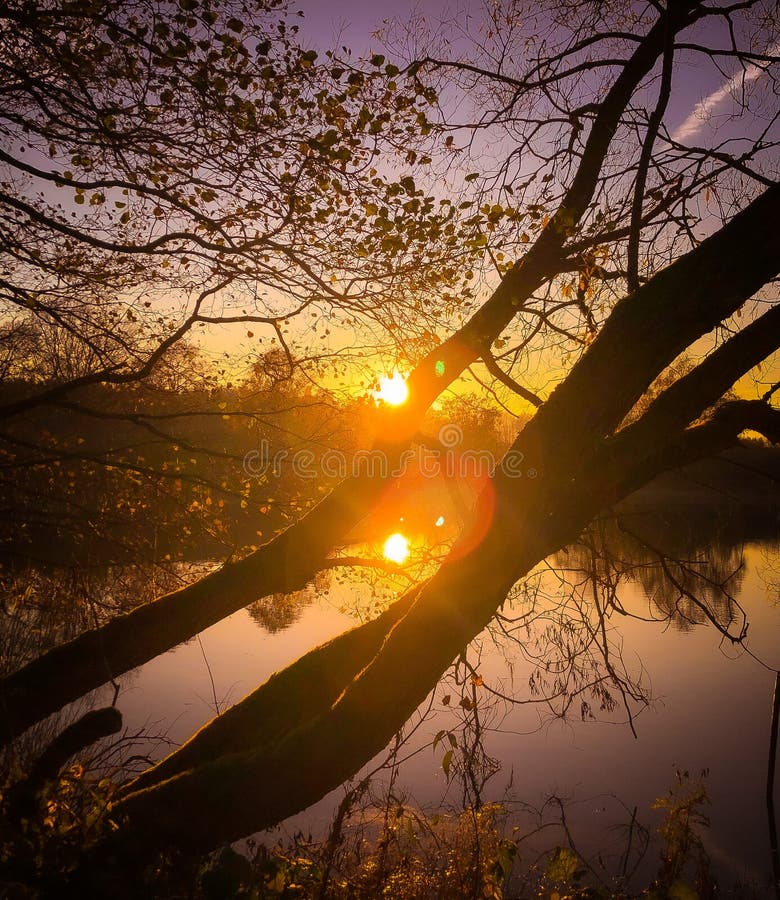 Tree Trunks Above a River at Sunset Stock Image - Image of warm, wood ...