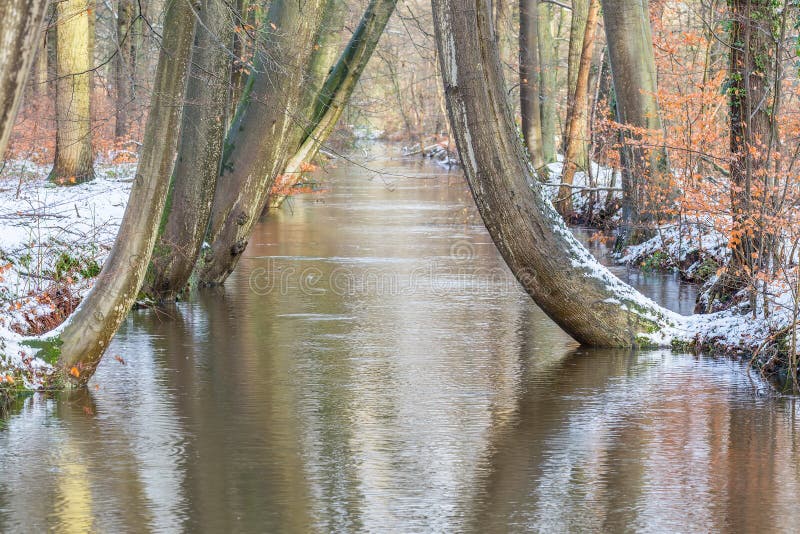 Tree Trunks Along Forest Stream with Snow in Winter Stock Photo - Image ...