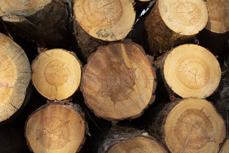 Tree Trunks As a Background for Further Graphic Works. Stock Photo ...