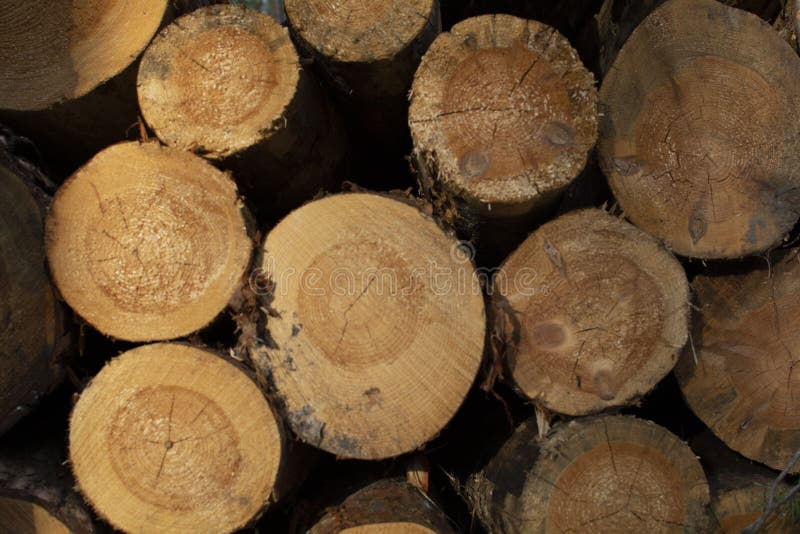 Tree Trunks As a Background for Further Graphic Works. Stock Image ...