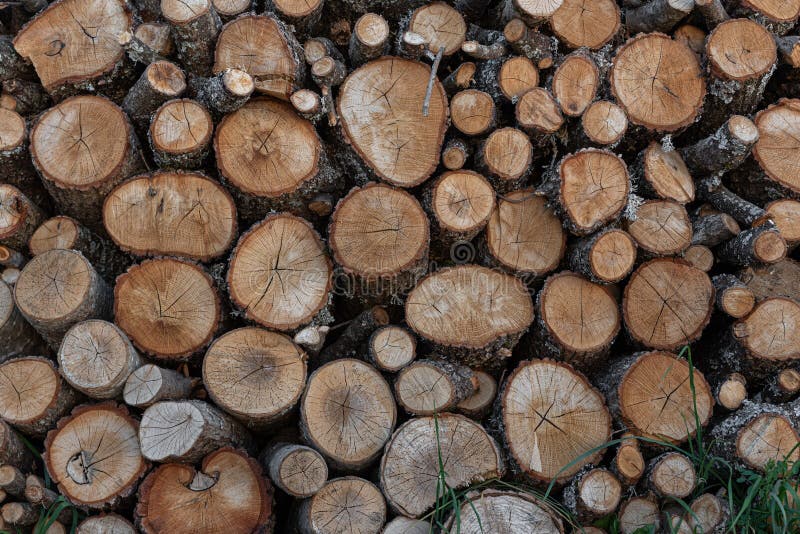 Tree Trunks As a Background with Texture and Circles Stock Image ...