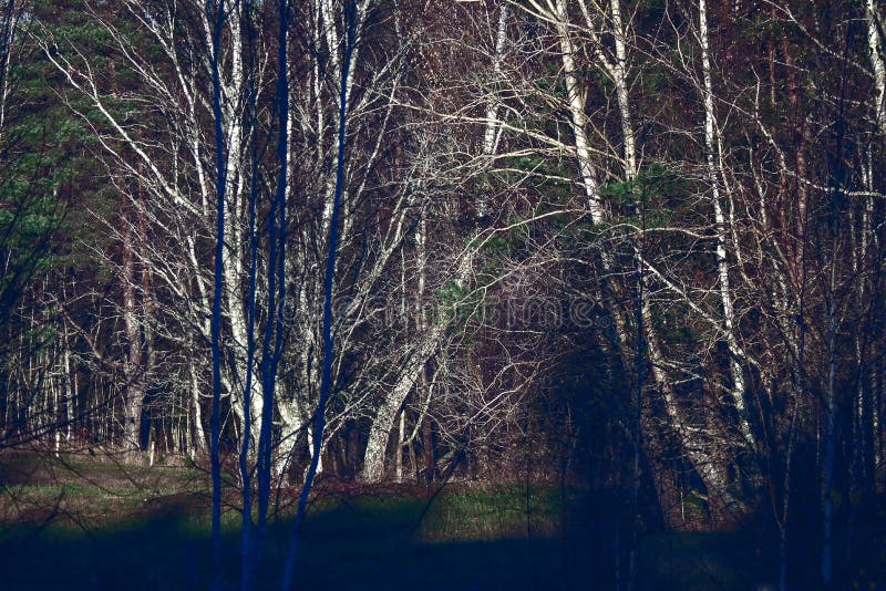 Tree Trunks in the Autumn Forest during Warm Sunset Casting a Sepia ...