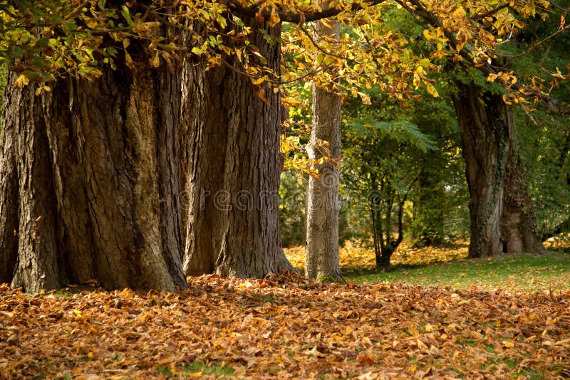 Tree Trunks in an Autumn Scenery. Stock Photo - Image of fall, season ...