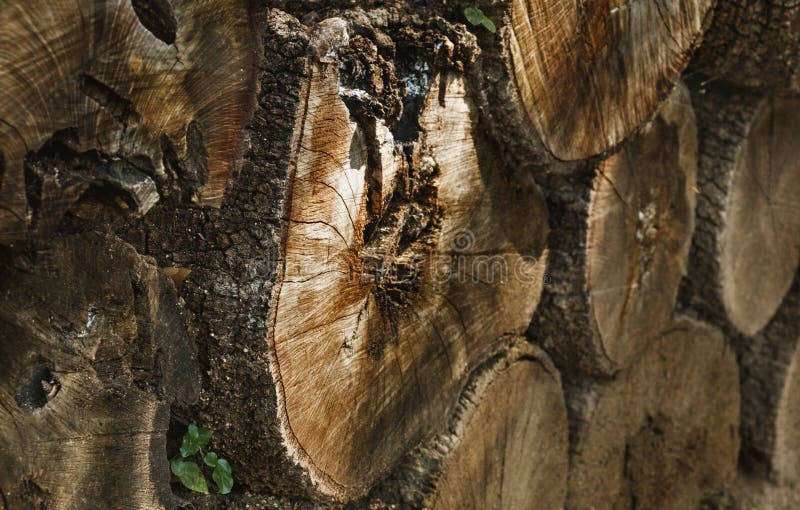 Tree trunks background stock photo. Image of horizontal - 127307760