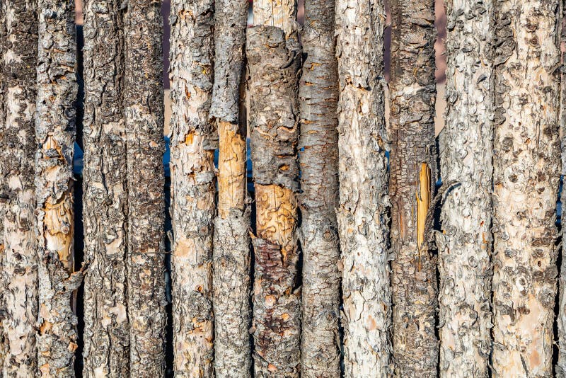 Tree Trunks Background Texture. Aged Worn Wood Logs, Natural Fence Wall ...