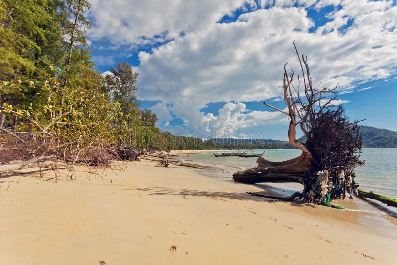 Tree trunks on beach stock photo. Image of seascape - 111888558