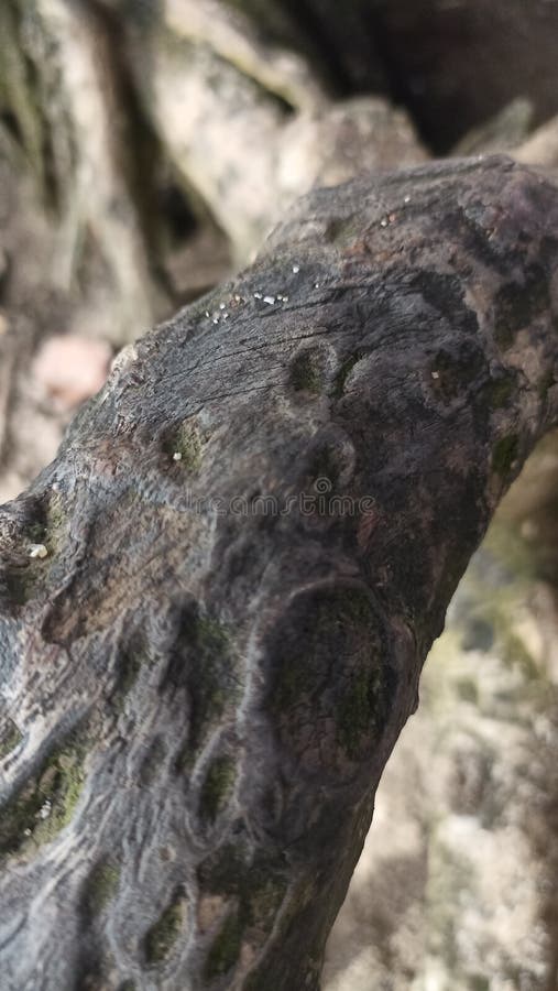 The Tree Trunks on the Beach of the Mangrove Forest are Beautiful and ...