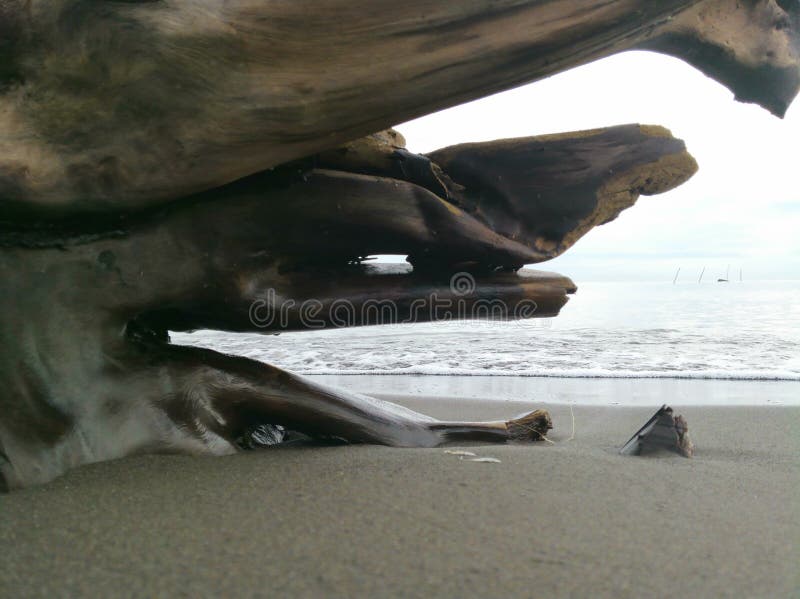 Tree trunks on the beach stock image. Image of beach - 113623207