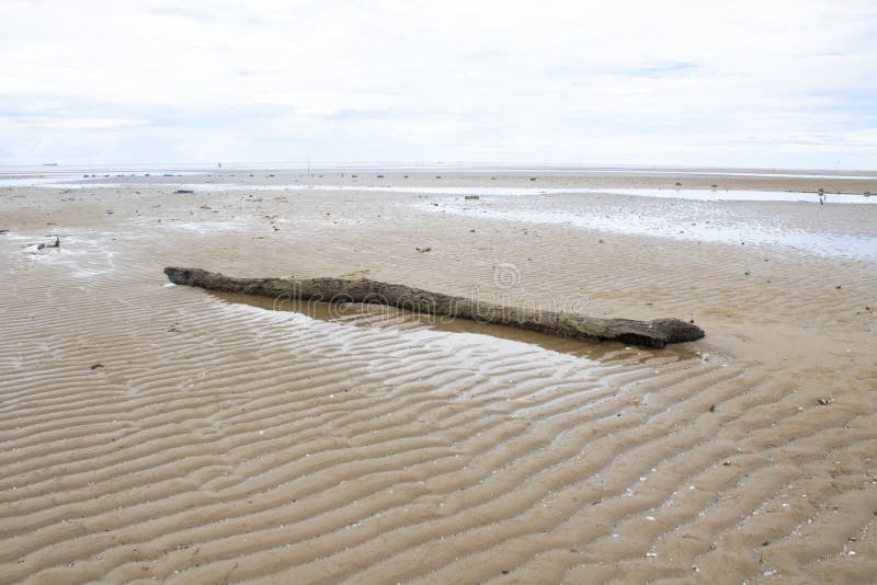 Tree trunks on the beach stock image. Image of sand - 221396649