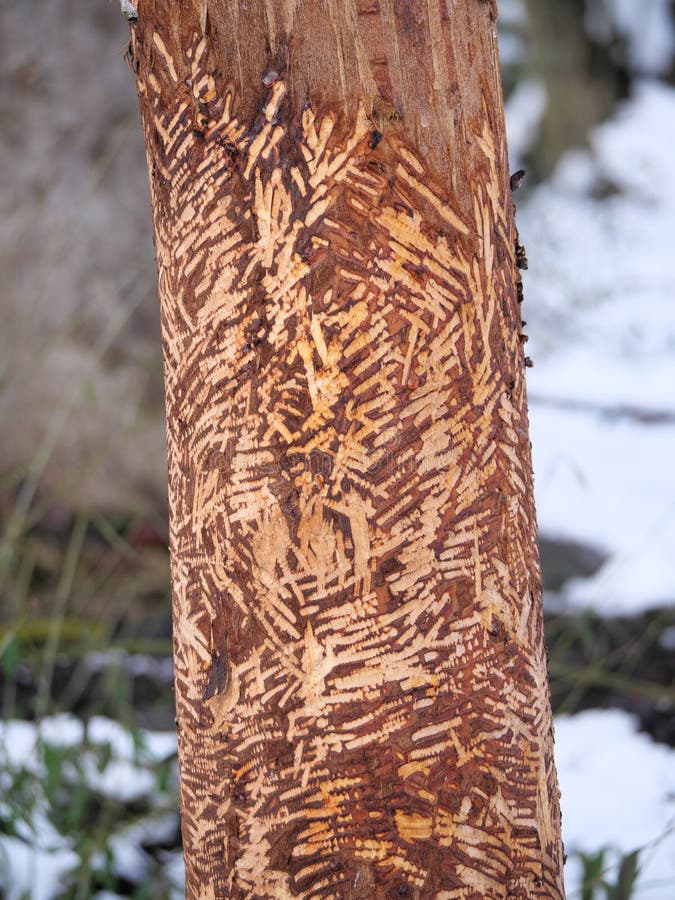 Teeth marks beaver stock image. Image of damaged, accessibility - 36435305