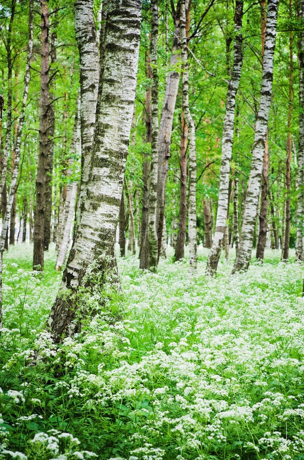 Tree Trunks in a Birch Forest and Wild Flowers Stock Photo - Image of ...