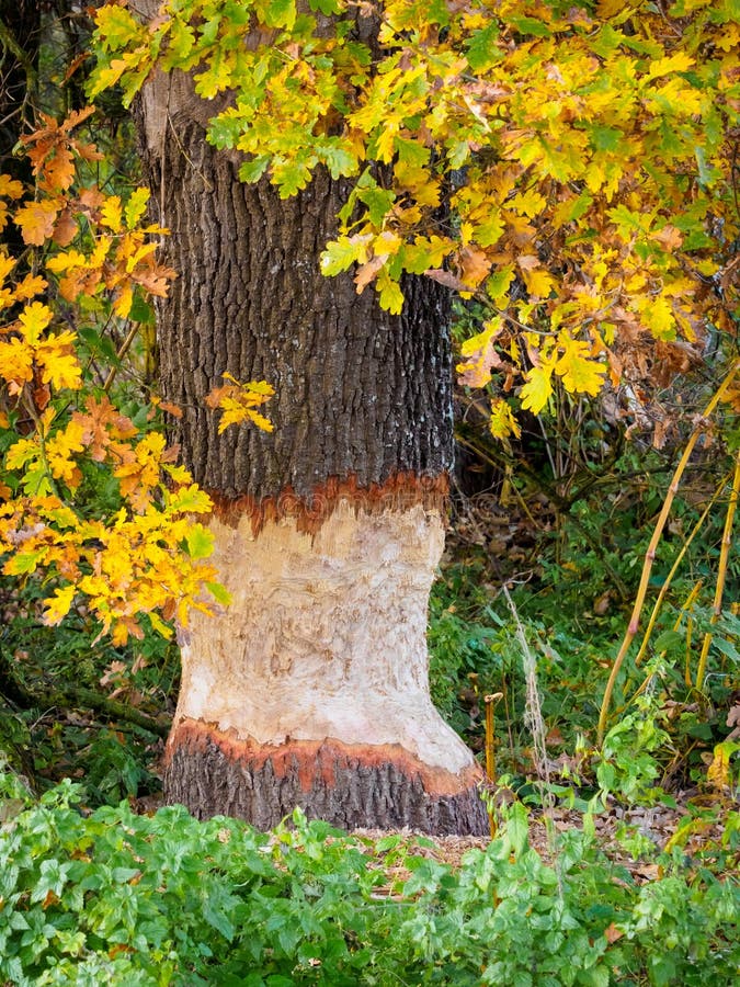 315 Tree Rodent Bite Marks Stock Photos - Free & Royalty-Free Stock ...