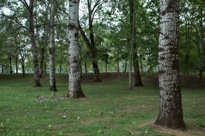 Tree Trunks that Border an Open Space of a Park Stock Photo - Image of ...