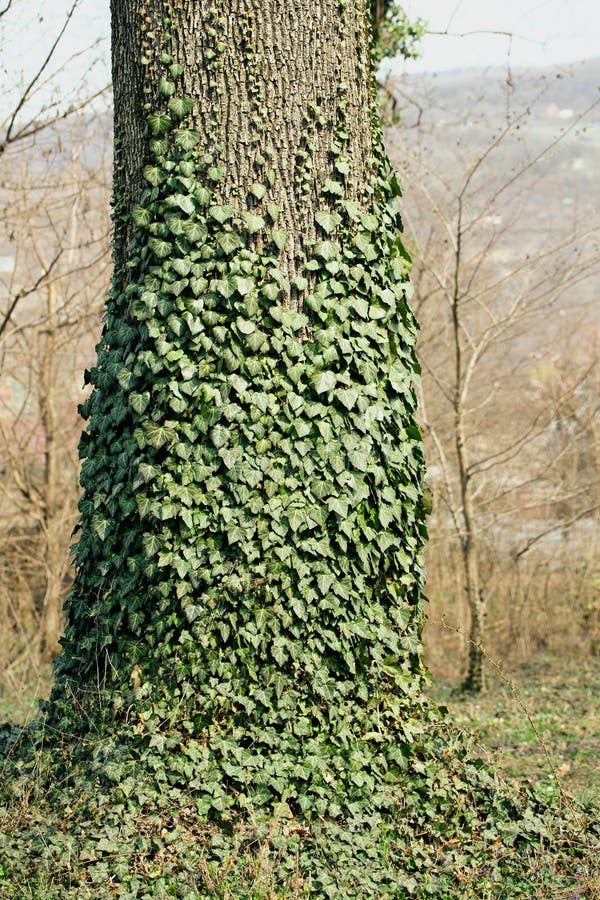 Tree Trunks are Braided with Ivy Stock Image - Image of ecology, garden ...