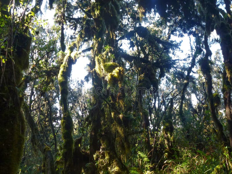 Tree Trunks and Branches are Overgrown with Green Moss and Lichen. the ...