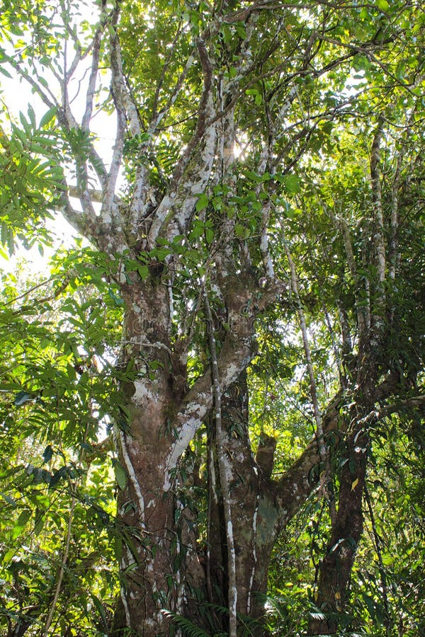 Tree Trunks and Branches in Tropical Forest Stock Image - Image of ...