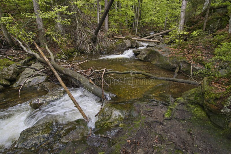 Tree Trunks and Broken Branches in Mountain Stream Stock Image - Image ...