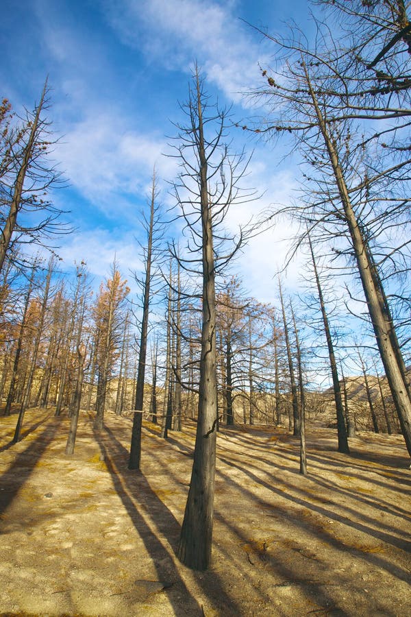 Tree Trunks Burned from Fire Stock Image - Image of bushfire, brush ...
