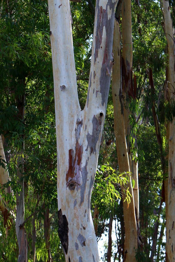 Tree Trunks in a City Park in Israel Stock Photo - Image of trunks ...