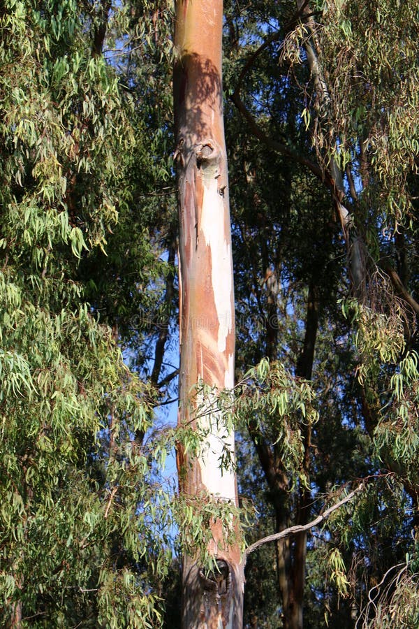 Tree Trunks in a City Park in Israel Stock Image - Image of tree, trunk ...