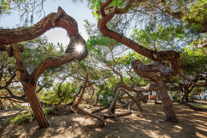 Tree Trunks Conifers Tangled in a Park Wallpaper Stock Image - Image of ...