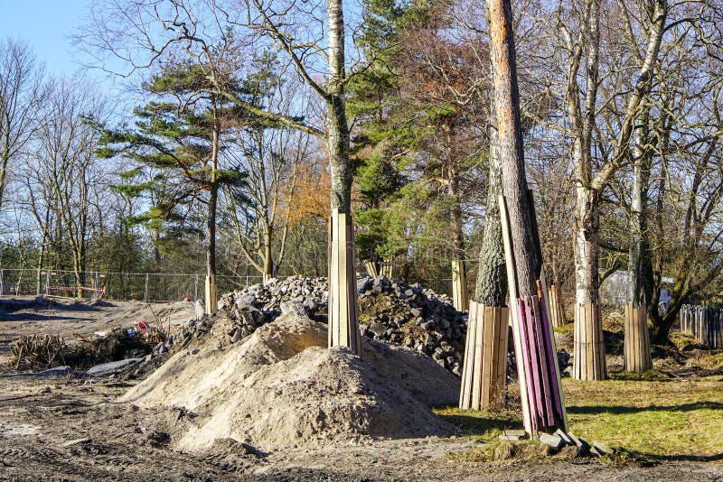 Tree Trunks on a Construction Site Covered with Boards To Protect Them ...