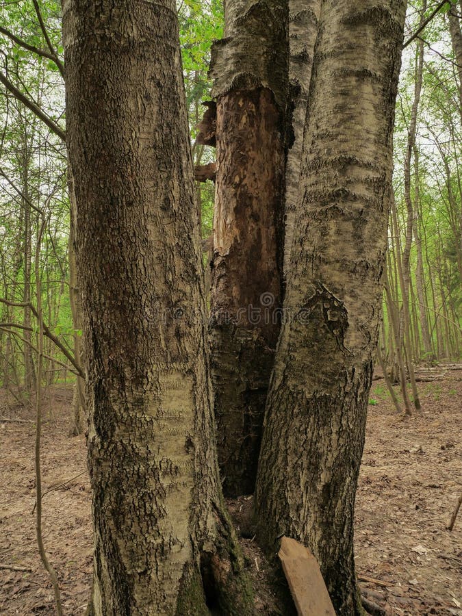 Tree Trunks Covered with Bark in the Park. Three Trees Grow Next To ...